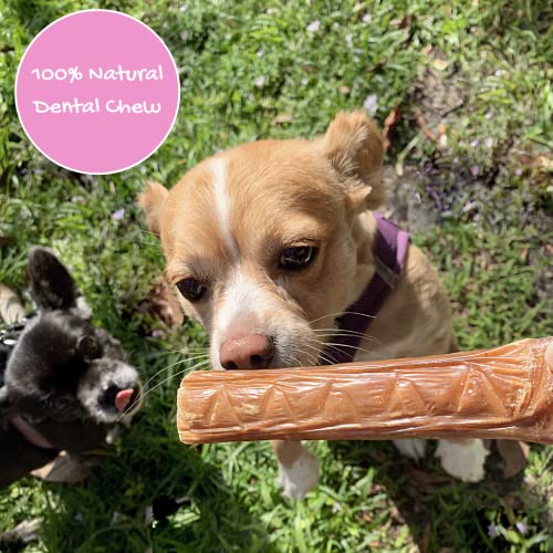 Nature Gnaws Beef Jerky Stuffed Rolls for Dogs - Single Ingredient Beef Gullet Chew Treats - Simple Natural Delicious Dog Chews - Training Reward - 5 Inch - 6 Count