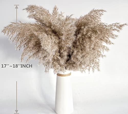 Pampas Grass Decor, Natural Dry Pampas Grass Small, Short Pampass Bulk for Farmhouse, Wall, Kitchen, Bedroom Decor, Office Decor (17 inch )