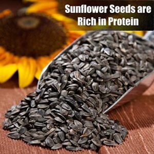 Old Potters Wildlife Black Oil Sunflower Seeds, 10 lbs for Birds and Wildlife, USA Grown Non-GMO, 10 Pounds