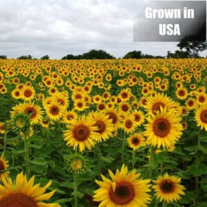 Old Potters Wildlife Black Oil Sunflower Seeds, 10 lbs for Birds and Wildlife, USA Grown Non-GMO, 10 Pounds