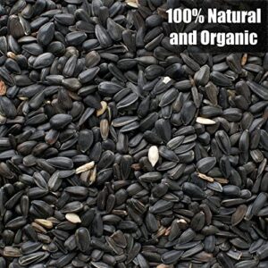 Old Potters Wildlife Black Oil Sunflower Seeds, 10 lbs for Birds and Wildlife, USA Grown Non-GMO, 10 Pounds