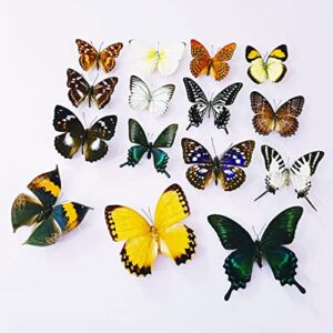 15 pcs of real dried dead butterflies with spread wings shaped, natural unmounted butterfly specimens for art, decorations, taxidermy and gifts for kids and family(15 pcs butterfly)