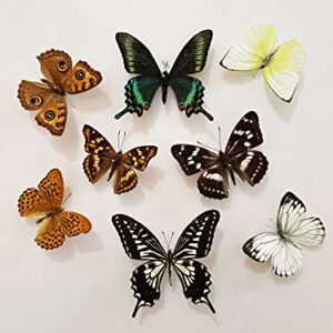 15 pcs of Real Dried Dead Butterflies with Spread Wings Shaped, Natural unmounted Butterfly specimens for Art, Decorations, Taxidermy and Gifts for Kids and Family(15 Pcs Butterfly)