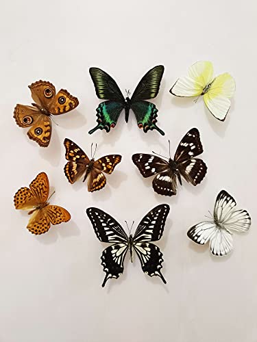 15 pcs of Real Dried Dead Butterflies with Spread Wings Shaped, Natural unmounted Butterfly specimens for Art, Decorations, Taxidermy and Gifts for Kids and Family(15 Pcs Butterfly)