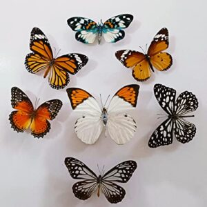 15 pcs of Real Dried Dead Butterflies with Spread Wings Shaped, Natural unmounted Butterfly specimens for Art, Decorations, Taxidermy and Gifts for Kids and Family(15 Pcs Butterfly)