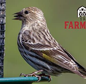 FAMILY FARM AND FEED | Four Seasons | Striped Sunflower Seed | Wild Bird Food | Backyard Songbird | 3 Pounds