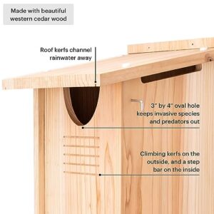 WHITEHORSE Large Cedar Owl House - Premium and Weatherproof Design - 16" x 12" x 11" - A Nesting Box for Screech Owls, Northern Pygmy, Kestrel and Other Species