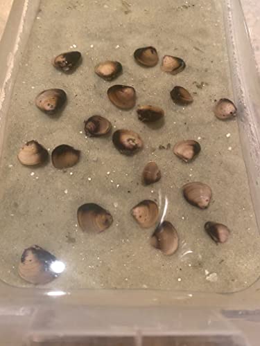 10 Baby Live Freshwater Clams: Perfect for Aquariums and Ponds Brown, Gold, Tan, Silver 1 Count (Pack of 10)