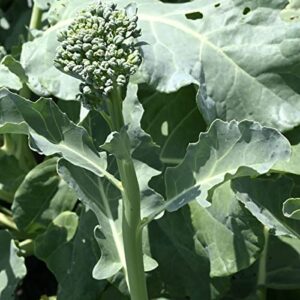 Purely Organic Products Broccoli Raab Seeds (Spring Rapini) - Approx 900 Seeds - Certified Organic, Non-GMO, Open Pollinated, Heirloom