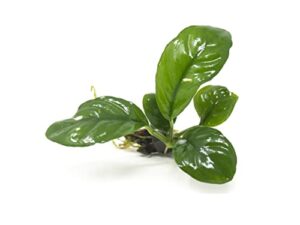 live aquarium plants, anubias coffeefolia, anubias aquarium plant, aquarium plants live fish tank decorations, live fish freshwater aquarium plants, terrarium live plants, water plants by aquatic arts