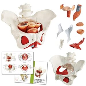 benilev female pelvis model with pelvic floor muscles perineal model female anatomy model 1:1 life size human skeleton medical science educational equipment anatomy medicine