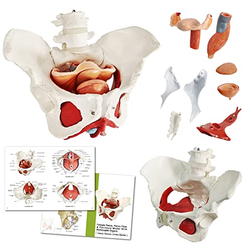 Benilev Female Pelvis Model with Pelvic Floor Muscles Perineal Model Female Anatomy Model 1:1 Life Size Human Skeleton Medical Science Educational Equipment Anatomy Medicine