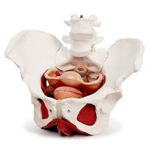 Benilev Female Pelvis Model with Pelvic Floor Muscles Perineal Model Female Anatomy Model 1:1 Life Size Human Skeleton Medical Science Educational Equipment Anatomy Medicine