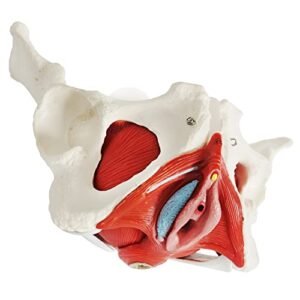 Benilev Female Pelvis Model with Pelvic Floor Muscles Perineal Model Female Anatomy Model 1:1 Life Size Human Skeleton Medical Science Educational Equipment Anatomy Medicine