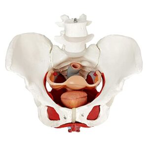 Benilev Female Pelvis Model with Pelvic Floor Muscles Perineal Model Female Anatomy Model 1:1 Life Size Human Skeleton Medical Science Educational Equipment Anatomy Medicine