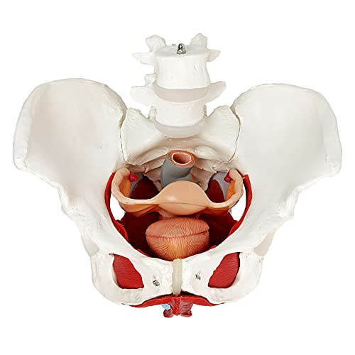 Benilev Female Pelvis Model with Pelvic Floor Muscles Perineal Model Female Anatomy Model 1:1 Life Size Human Skeleton Medical Science Educational Equipment Anatomy Medicine