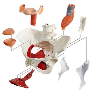 Benilev Female Pelvis Model with Pelvic Floor Muscles Perineal Model Female Anatomy Model 1:1 Life Size Human Skeleton Medical Science Educational Equipment Anatomy Medicine