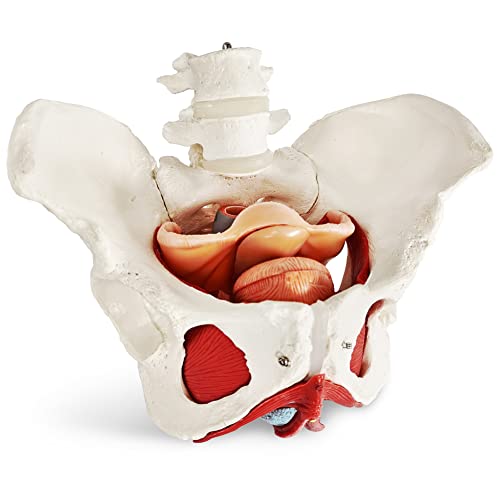 Benilev Female Pelvis Model with Pelvic Floor Muscles Perineal Model Female Anatomy Model 1:1 Life Size Human Skeleton Medical Science Educational Equipment Anatomy Medicine