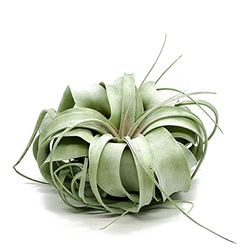 ragnaroc Live Air Plant - Tillandsia Xerographica, Jumbo 6-9” – 1 ct - Ideal for Gifts & Presents, Live Indoor Plants & Live House-Plants – Live Plants for Home décor