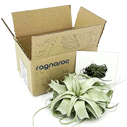 ragnaroc Live Air Plant - Tillandsia Xerographica, Jumbo 6-9” – 1 ct - Ideal for Gifts & Presents, Live Indoor Plants & Live House-Plants – Live Plants for Home décor