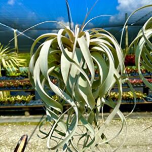 ragnaroc Live Air Plant - Tillandsia Xerographica, Jumbo 6-9” – 1 ct - Ideal for Gifts & Presents, Live Indoor Plants & Live House-Plants – Live Plants for Home décor