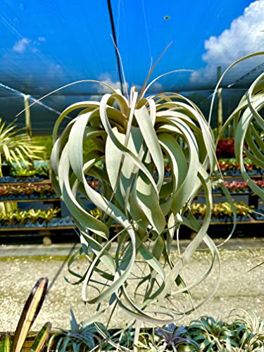 ragnaroc Live Air Plant - Tillandsia Xerographica, Jumbo 6-9” – 1 ct - Ideal for Gifts & Presents, Live Indoor Plants & Live House-Plants – Live Plants for Home décor