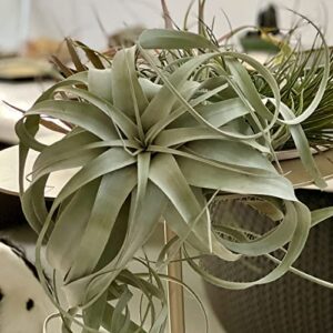 ragnaroc Live Air Plant - Tillandsia Xerographica, Jumbo 6-9” – 1 ct - Ideal for Gifts & Presents, Live Indoor Plants & Live House-Plants – Live Plants for Home décor