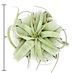 ragnaroc Live Air Plant - Tillandsia Xerographica, Jumbo 6-9” – 1 ct - Ideal for Gifts & Presents, Live Indoor Plants & Live House-Plants – Live Plants for Home décor