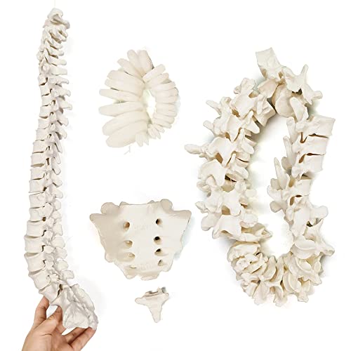 Benilev Disarticulated Human Skeleton Model for Anatomy, Full Size 67'' Skeleton with 200+ Bones Structures 3 Poster Skull Spine Bones Articulated Hand & Foot, for Anatomy Medical Learning