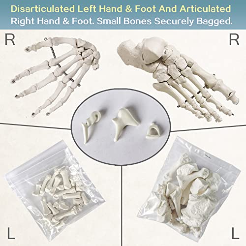 Benilev Disarticulated Human Skeleton Model for Anatomy, Full Size 67'' Skeleton with 200+ Bones Structures 3 Poster Skull Spine Bones Articulated Hand & Foot, for Anatomy Medical Learning