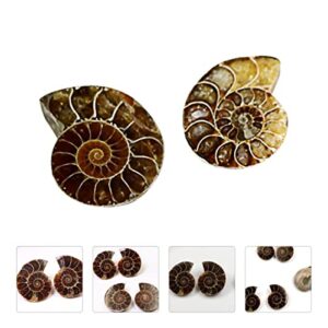 ULTECHNOVO 2pcs Ammonite Shell Fossil Madagascar Extinct Natural Stones Minerals Specimen for Basic Paleontology Biological Science Education Laboratory Supply