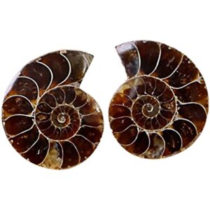 ultechnovo 2pcs ammonite shell fossil madagascar extinct natural stones minerals specimen for basic paleontology biological science education laboratory supply