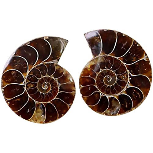 ULTECHNOVO 2pcs Ammonite Shell Fossil Madagascar Extinct Natural Stones Minerals Specimen for Basic Paleontology Biological Science Education Laboratory Supply