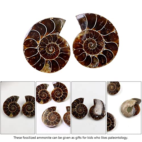 ULTECHNOVO 2pcs Ammonite Shell Fossil Madagascar Extinct Natural Stones Minerals Specimen for Basic Paleontology Biological Science Education Laboratory Supply