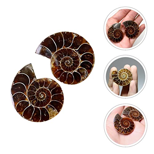 ULTECHNOVO 2pcs Ammonite Shell Fossil Madagascar Extinct Natural Stones Minerals Specimen for Basic Paleontology Biological Science Education Laboratory Supply