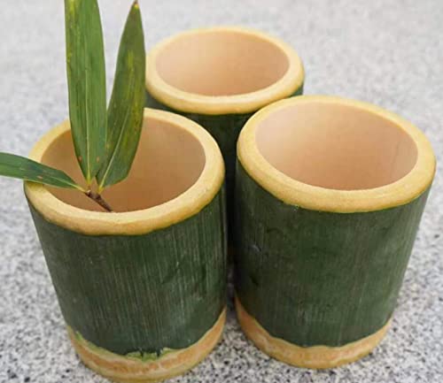 WellieSTR 1PC (L/Dia.12~14cm/H 15CM) Natural Bamboo Cup Home Decoration Keys Pens Storage Bamboo Crafts Christmas Birthday Friend Gifts,Bamboo Wrapped Sticky Rice Steamer,Chinese Snack Tool