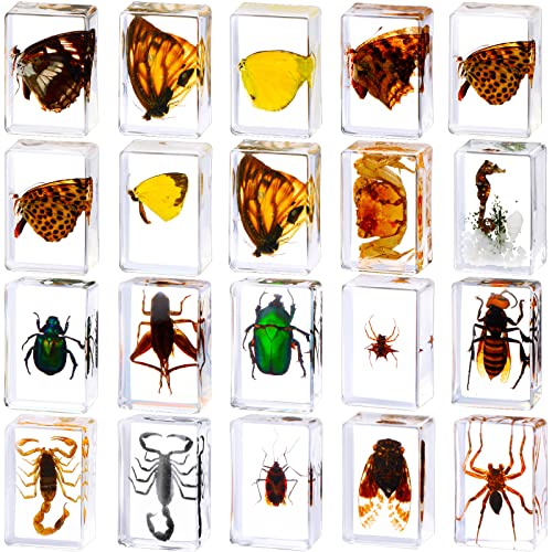 20 Pcs Insect in Resin Bug Preserved Specimen Collection Paperweights Resin Insects Various Insect Specimen for Office Men Women Biology Science Teacher Education Bug Collection Supplies (Butterfly)