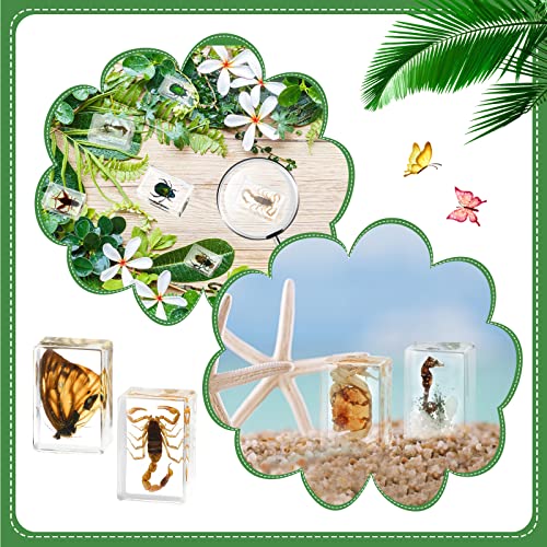 20 Pcs Insect in Resin Bug Preserved Specimen Collection Paperweights Resin Insects Various Insect Specimen for Office Men Women Biology Science Teacher Education Bug Collection Supplies (Butterfly)