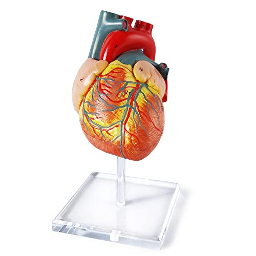 Human Heart Model For Anatomy, 2 - Part Heart Models Anatomy Life Size Medical Heart Model