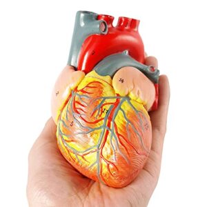 Human Heart Model For Anatomy, 2 - Part Heart Models Anatomy Life Size Medical Heart Model