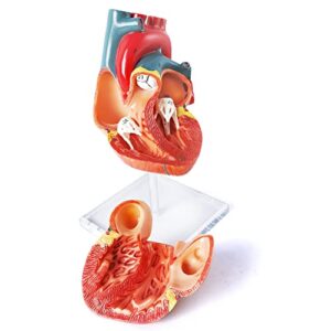 Human Heart Model For Anatomy, 2 - Part Heart Models Anatomy Life Size Medical Heart Model