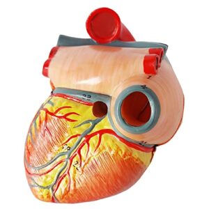 Human Heart Model For Anatomy, 2 - Part Heart Models Anatomy Life Size Medical Heart Model