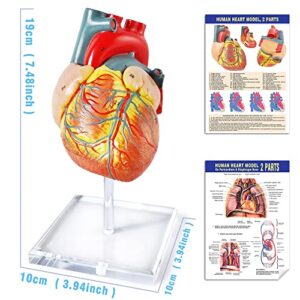 Human Heart Model For Anatomy, 2 - Part Heart Models Anatomy Life Size Medical Heart Model