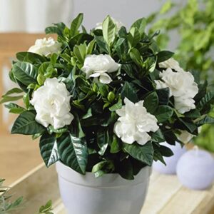 300+ gardenia seeds (cape jasmine)for home garden planting