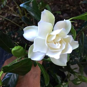 300+ Gardenia Seeds (Cape Jasmine)for Home Garden Planting