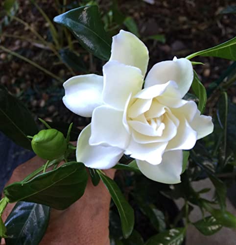 300+ Gardenia Seeds (Cape Jasmine)for Home Garden Planting