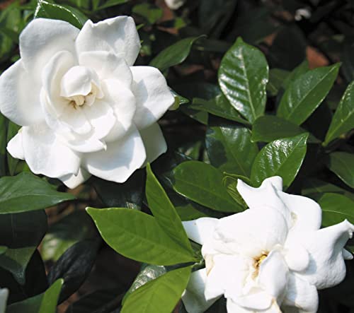 300+ Gardenia Seeds (Cape Jasmine)for Home Garden Planting