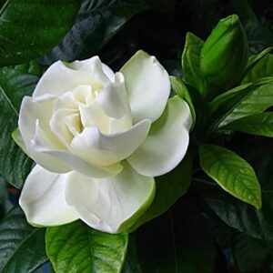 300+ Gardenia Seeds (Cape Jasmine)for Home Garden Planting