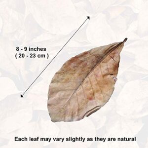 SunGrow Saver Bundle Pack - Catappa Leaves 10Pcs/Pack + Large Leaf Hammock