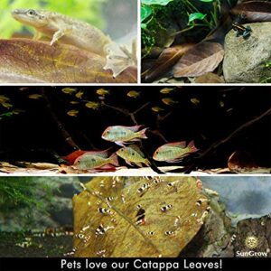 SunGrow Saver Bundle Pack - Catappa Leaves 10Pcs/Pack + Large Leaf Hammock